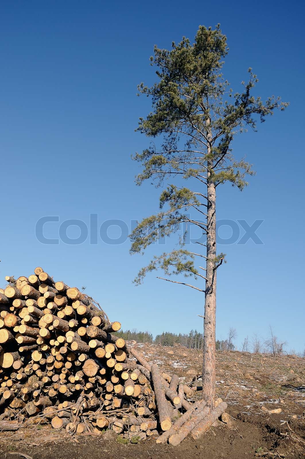 clearcutting | Stock image | Colourbox
