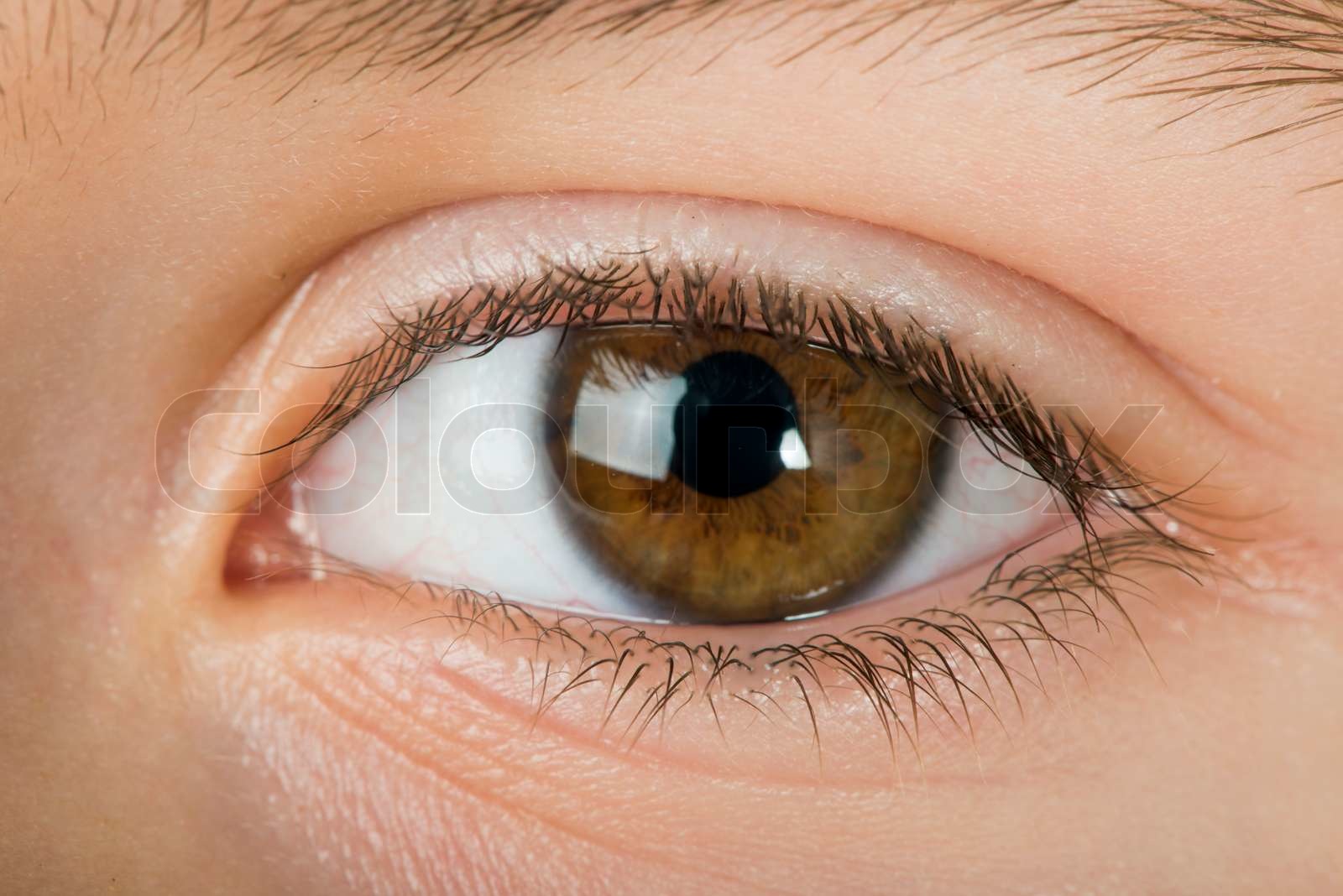 Human eye | Stock image | Colourbox