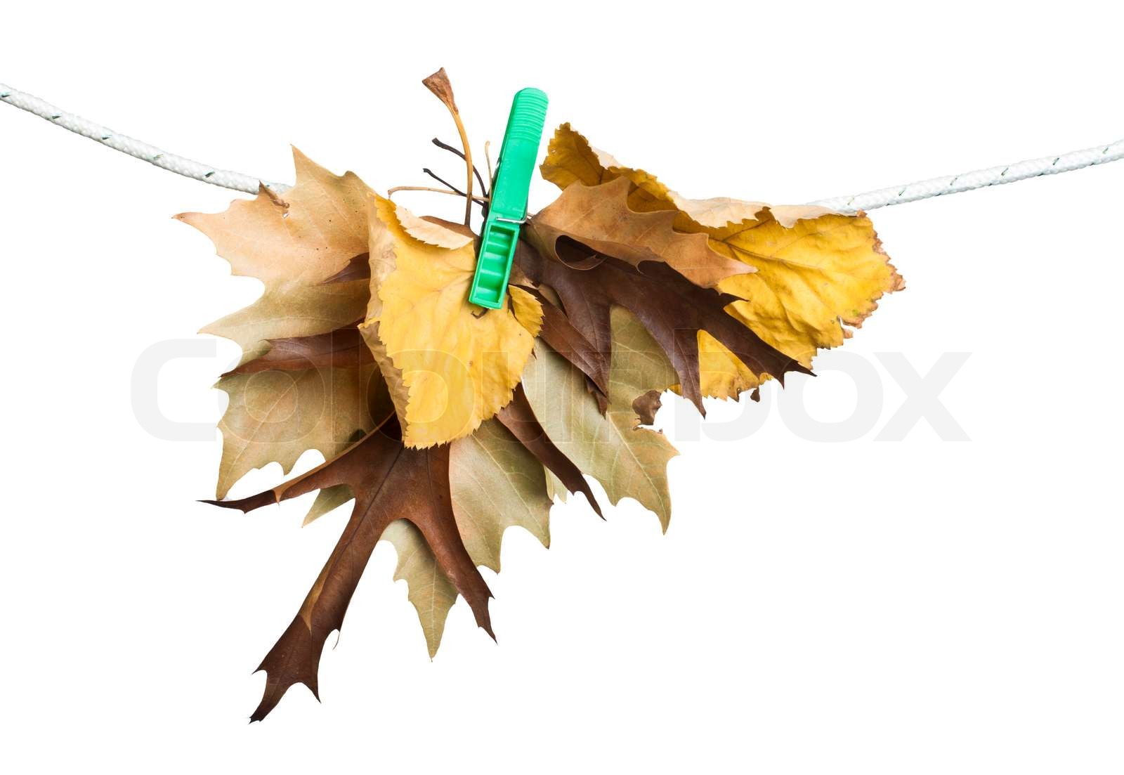 Autumn leaves on a rope | Stock image | Colourbox