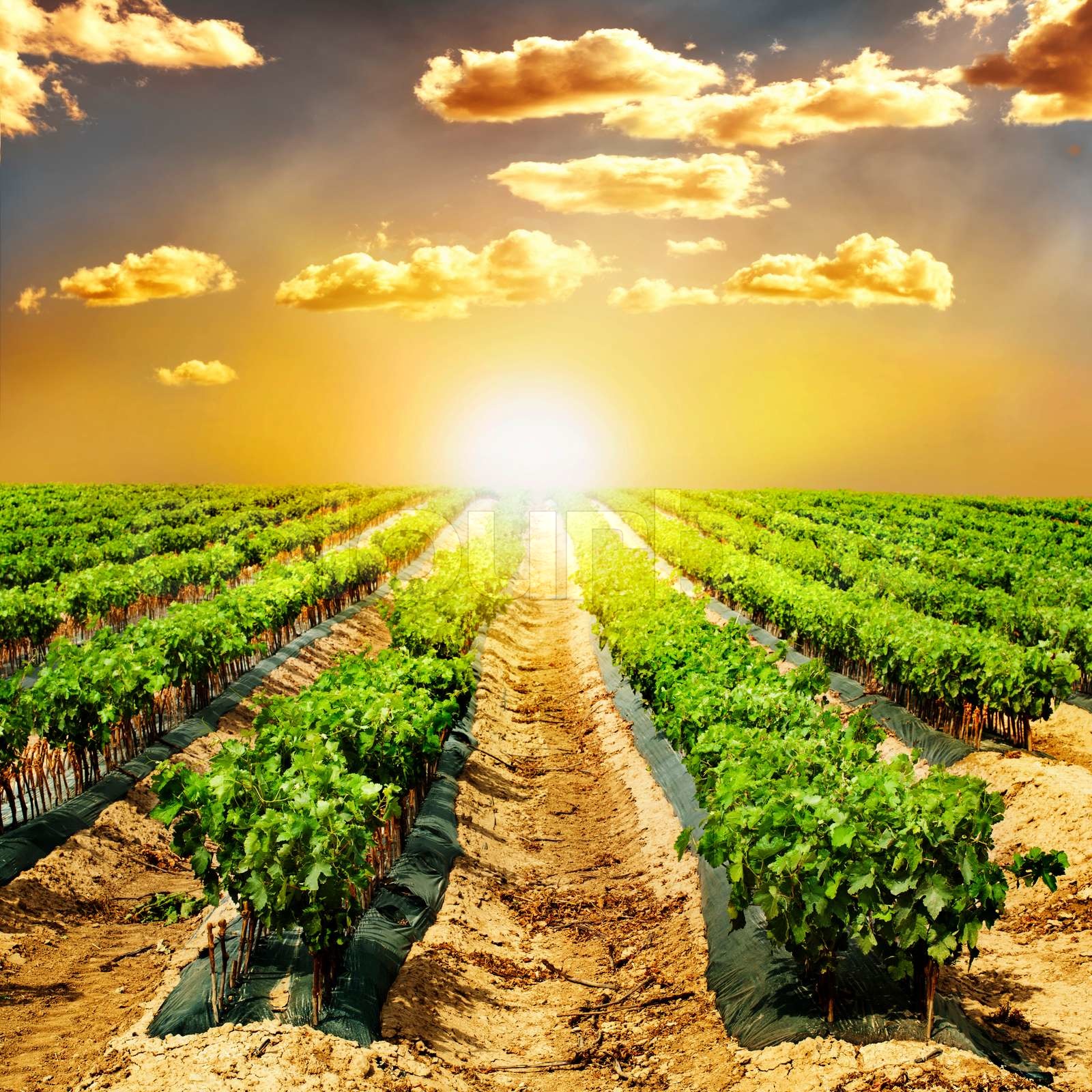 Young Vineyards in rows. | Stock image | Colourbox