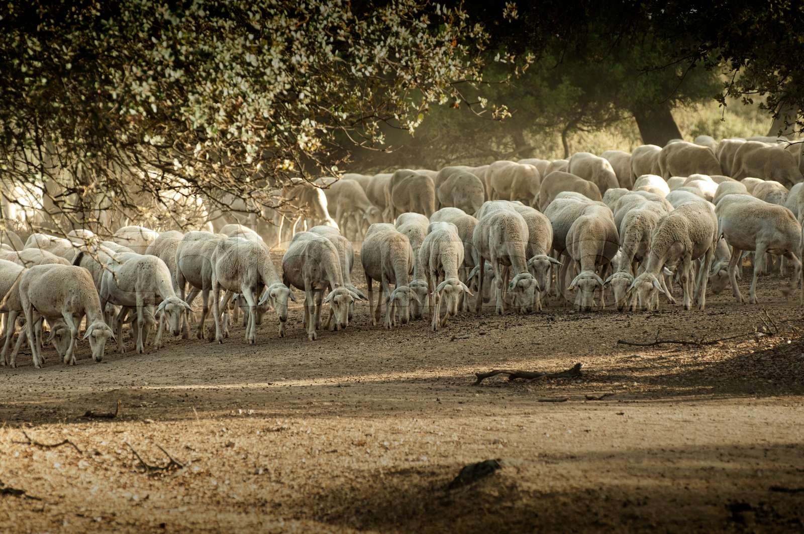Sheep herd | Stock image | Colourbox
