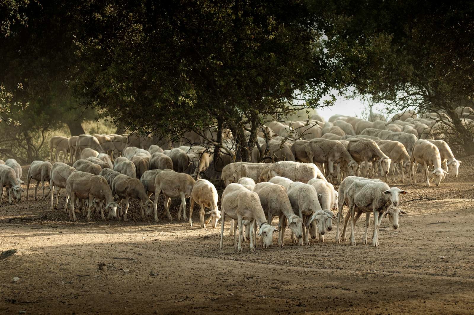 Sheep herd | Stock image | Colourbox