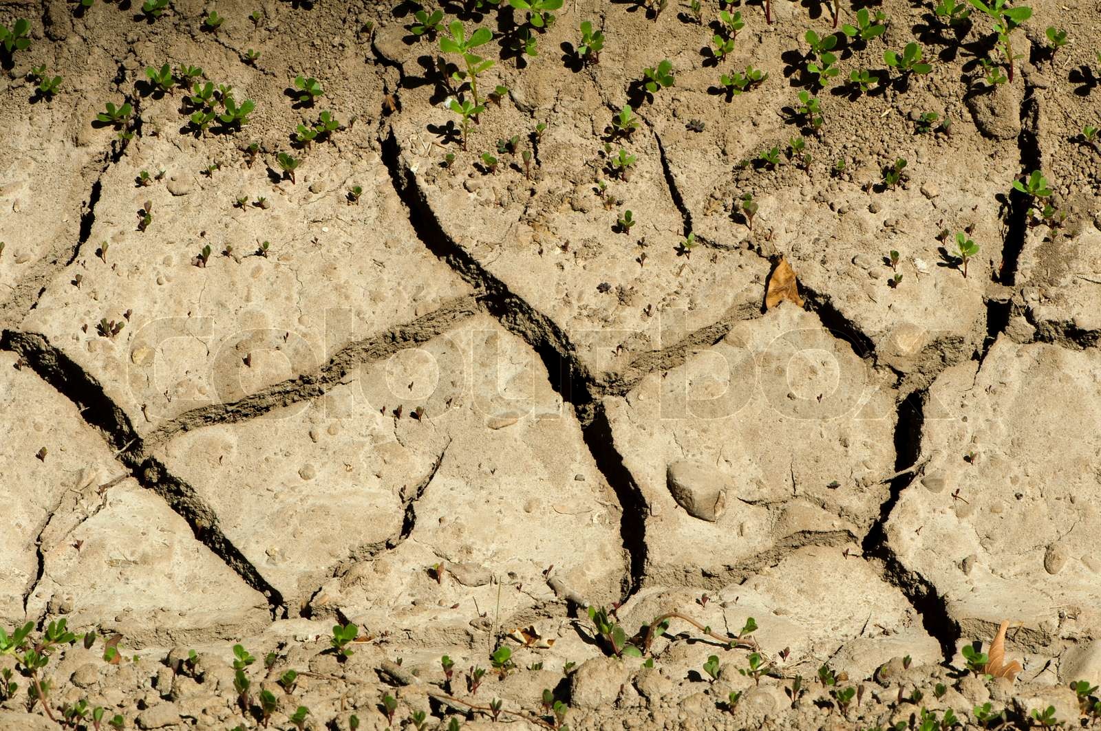 Land parched land | Stock image | Colourbox