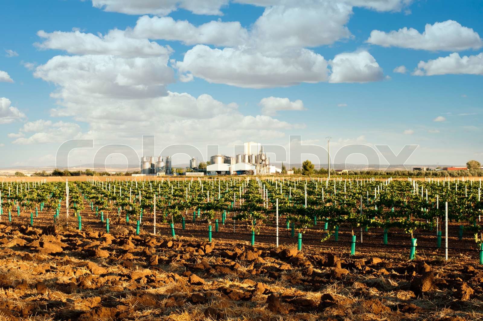 Young vineyards and wine fabric | Stock image | Colourbox