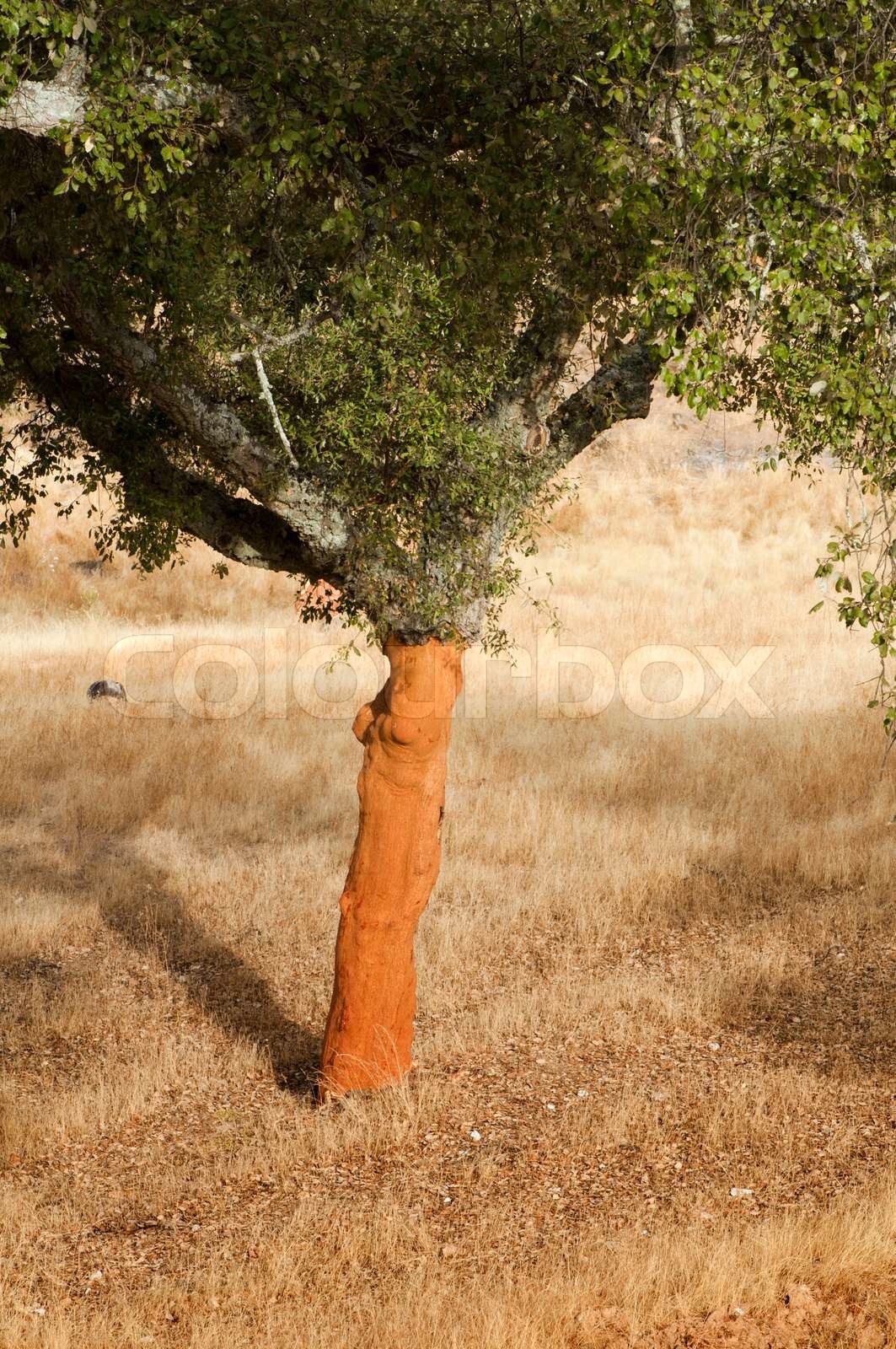 A corkwood tree | Stock image | Colourbox