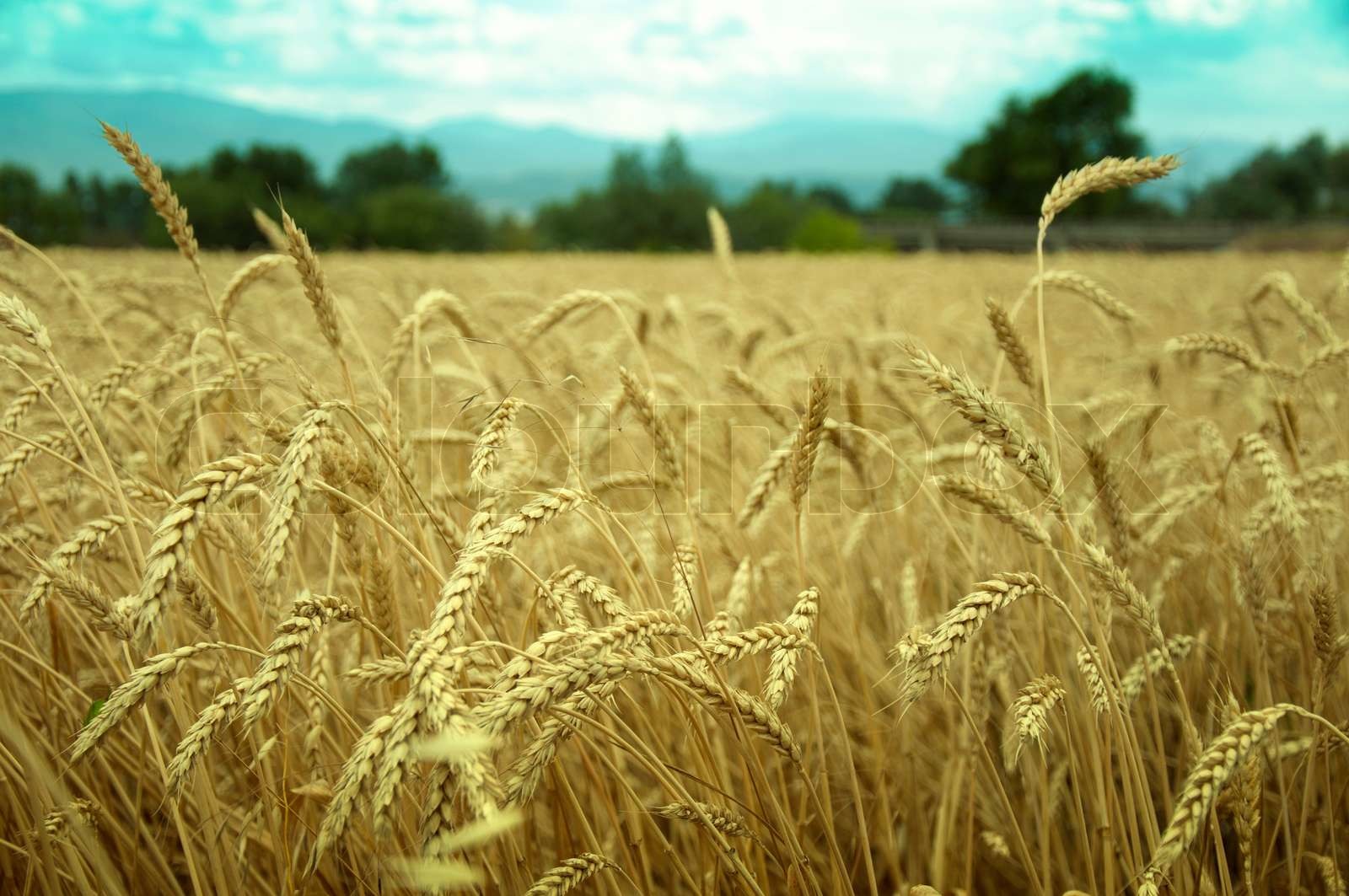 classes of wheat grain | Stock image | Colourbox