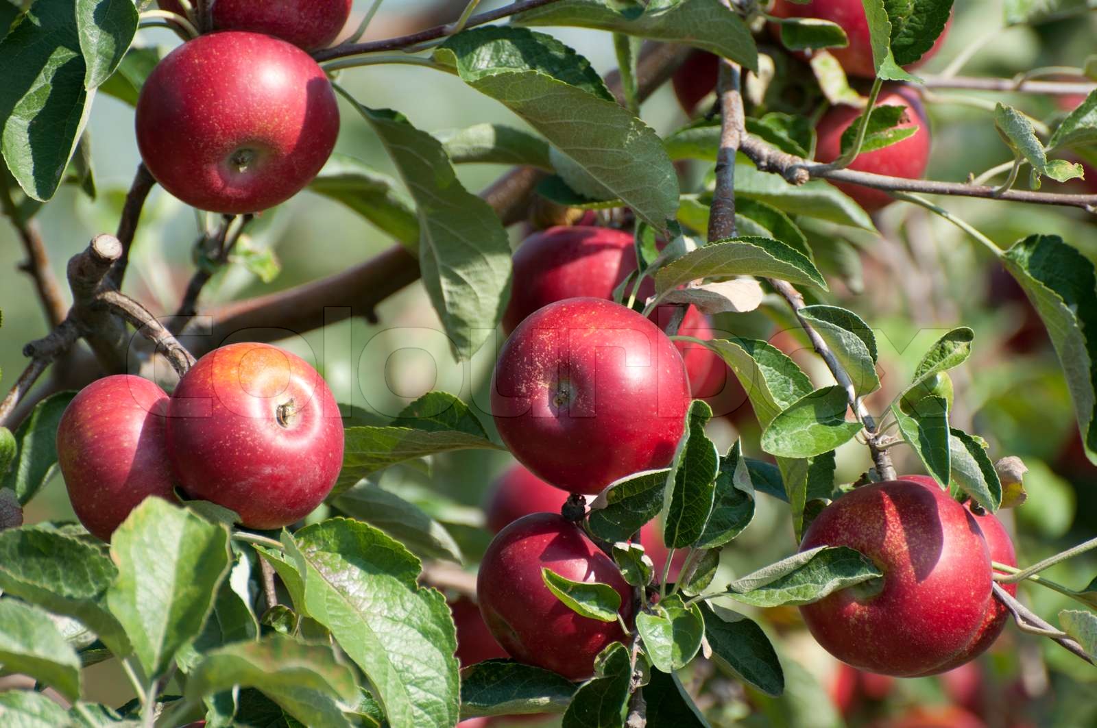 Red Apple Tree Photography