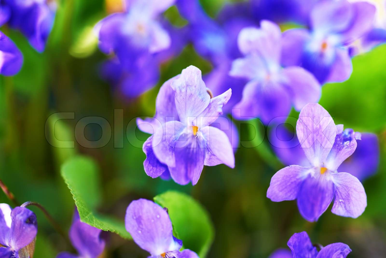 Viola flowers | Stock image | Colourbox