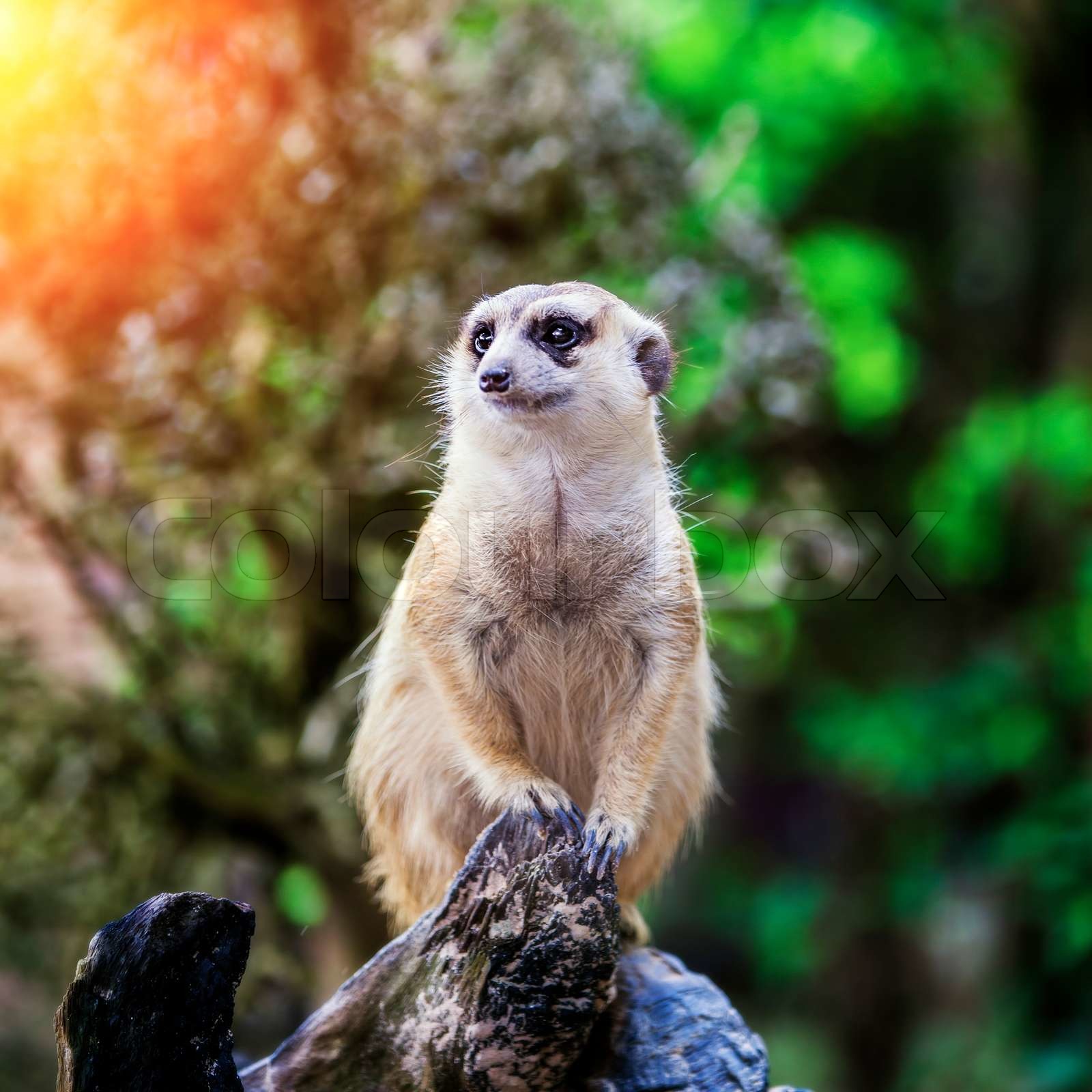 meerkat | Stock image | Colourbox