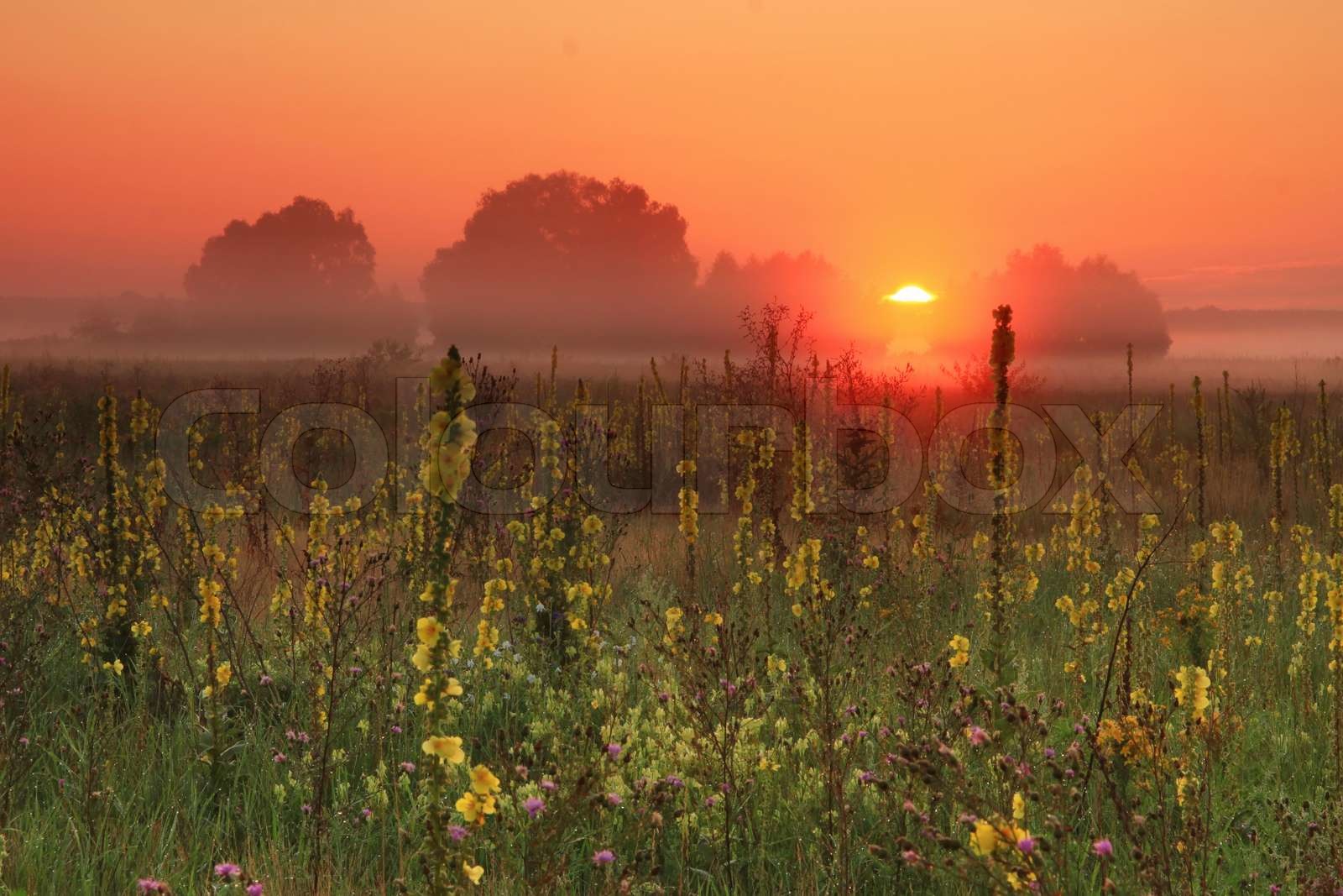 Summer dawn on the field | Stock image | Colourbox
