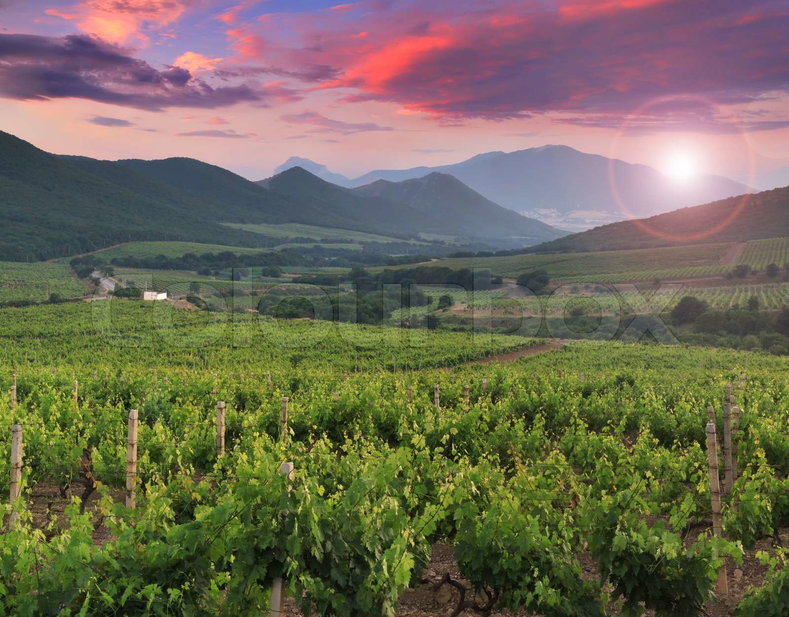Panorama of vineyards | Stock image | Colourbox