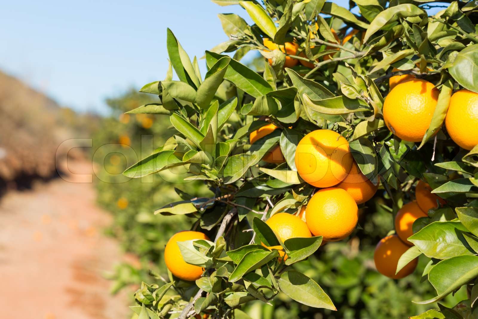 Valencia orange trees | Stock image | Colourbox