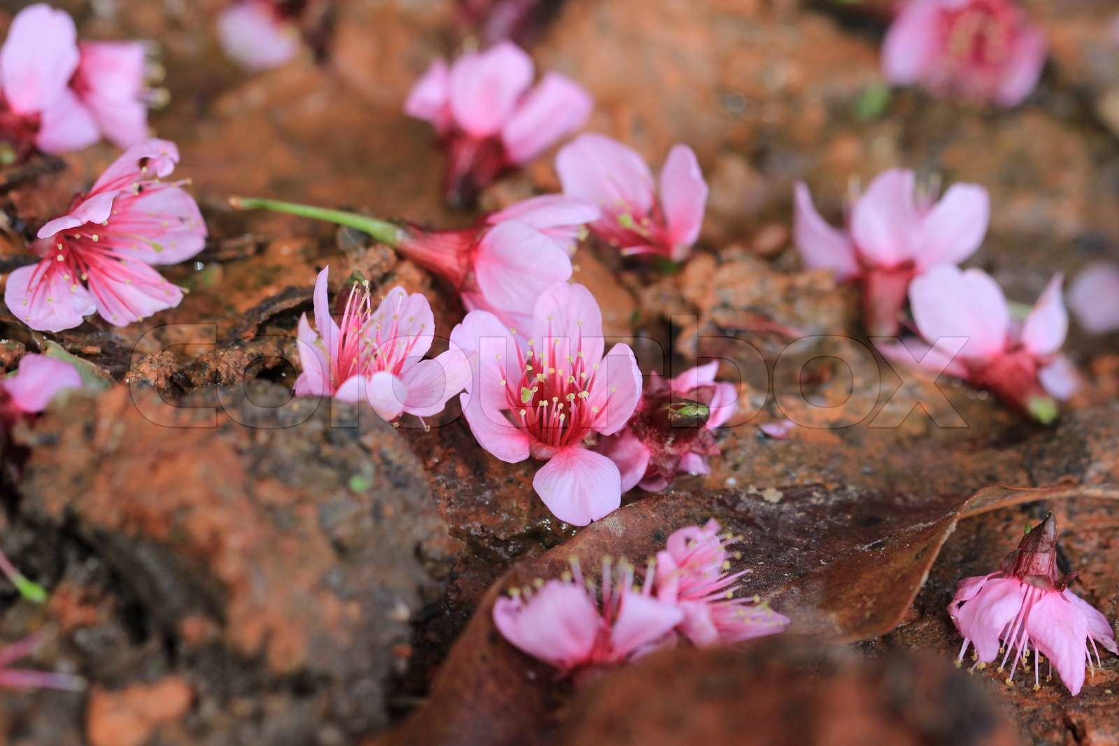 pink sakura fall on ground | Stock image | Colourbox