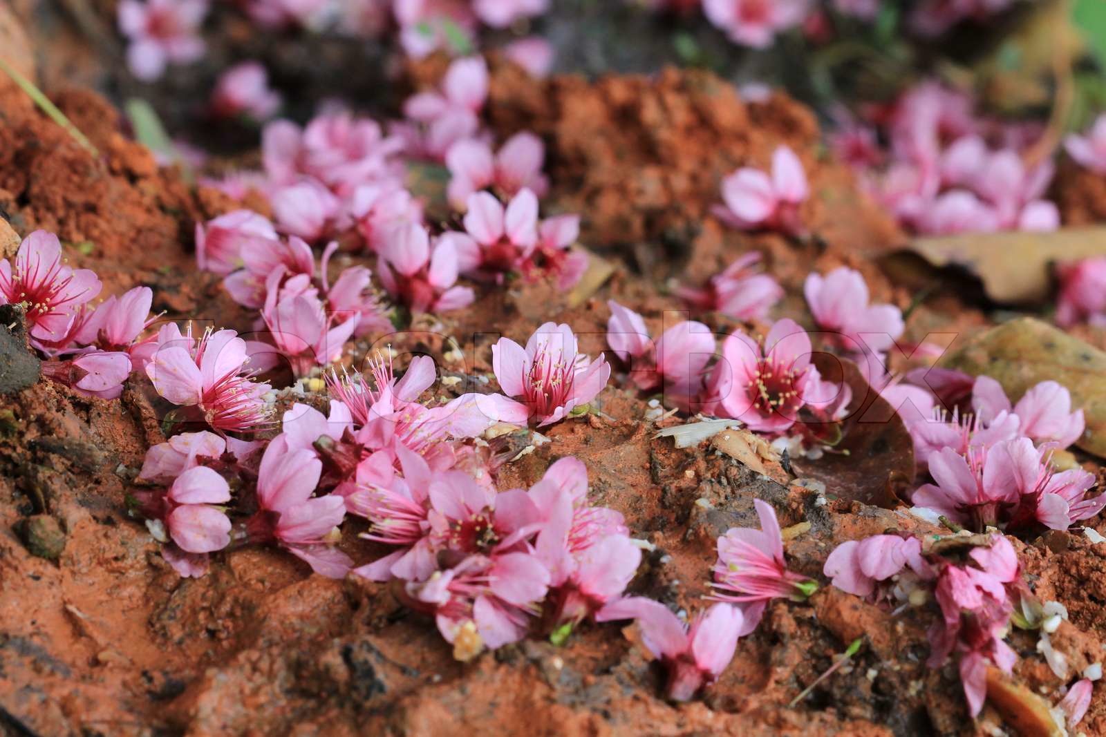 pink sakura fall on ground | Stock image | Colourbox