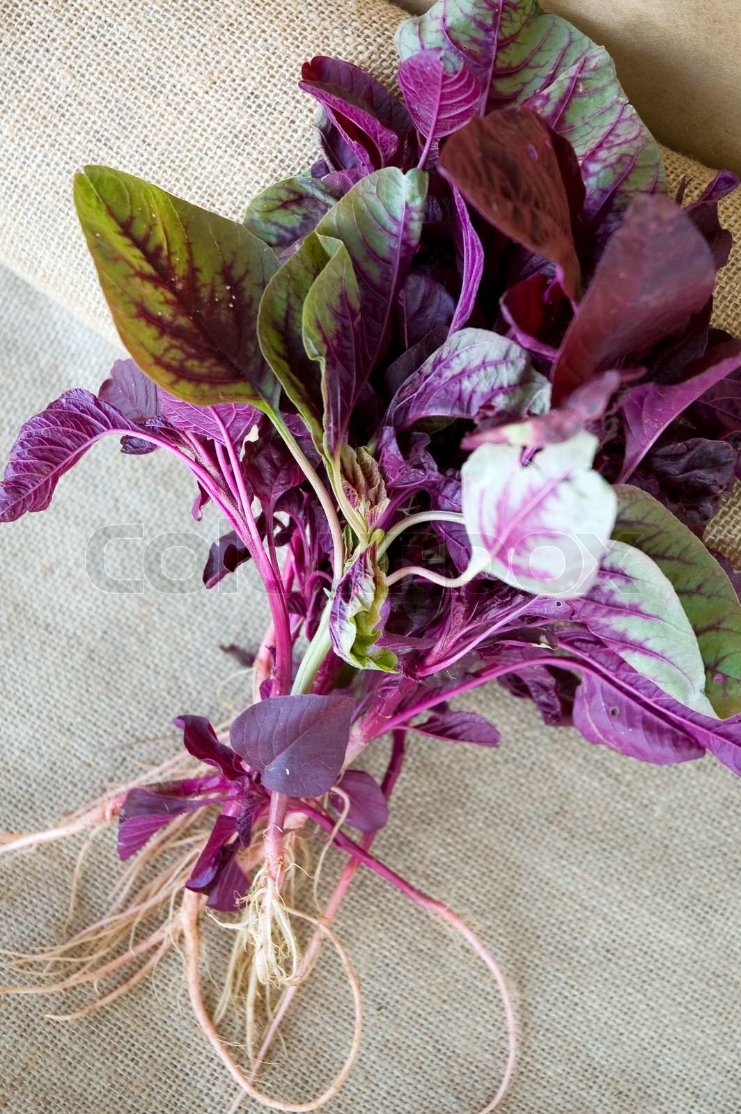 red spinach | Stock image | Colourbox