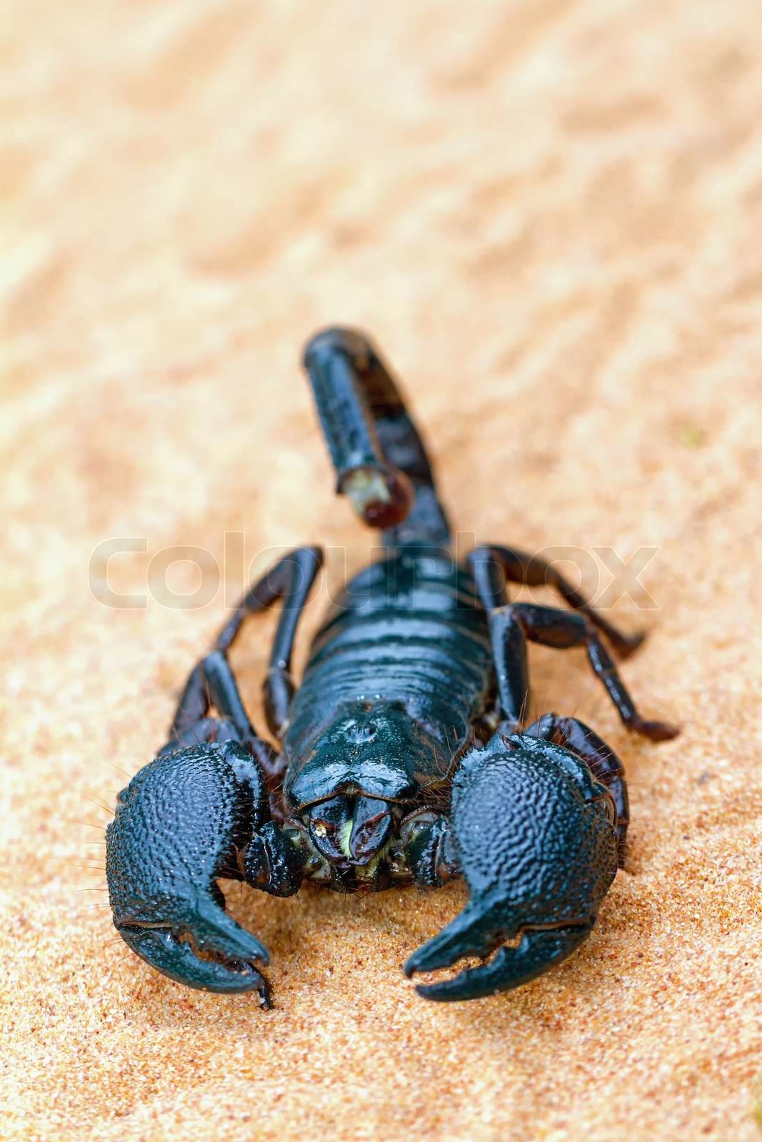 Blue Emperor Scorpion