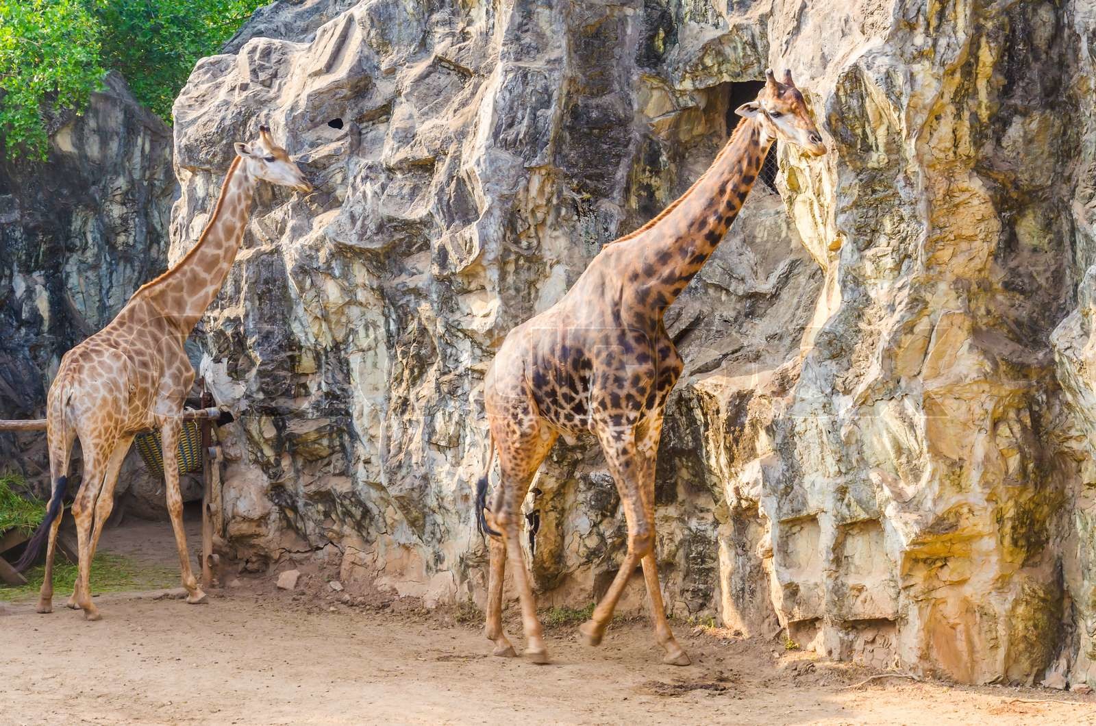 giraffe | Stock image | Colourbox