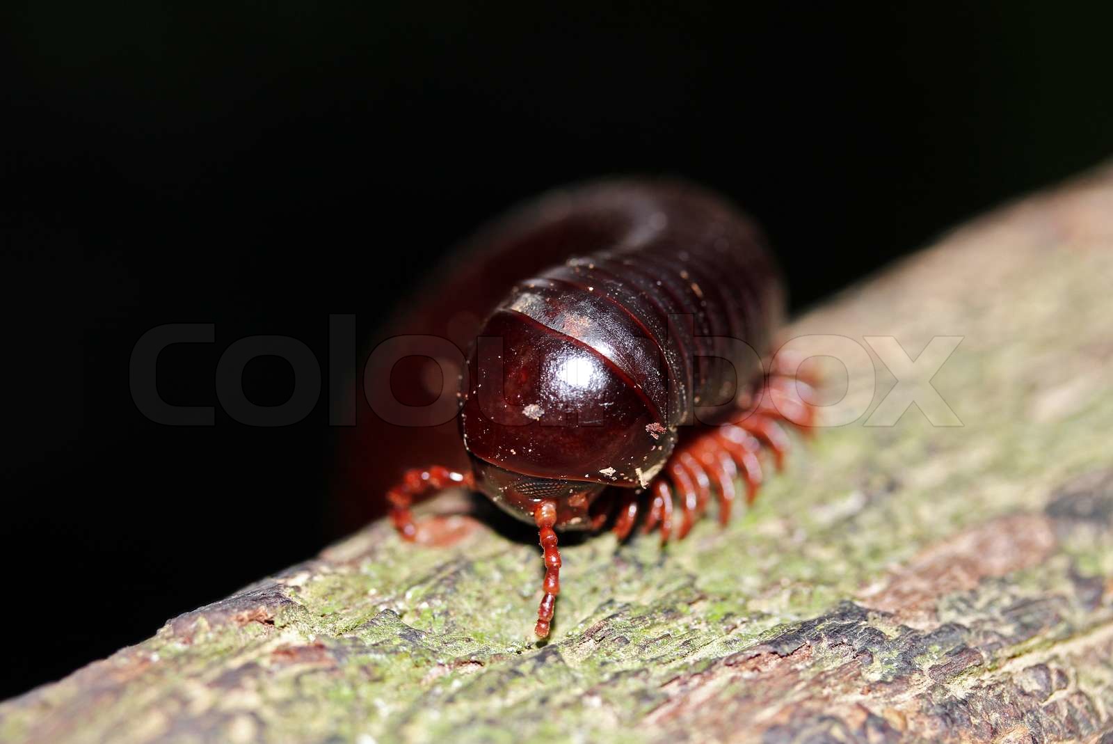 Rusty Millipede | Stock image | Colourbox