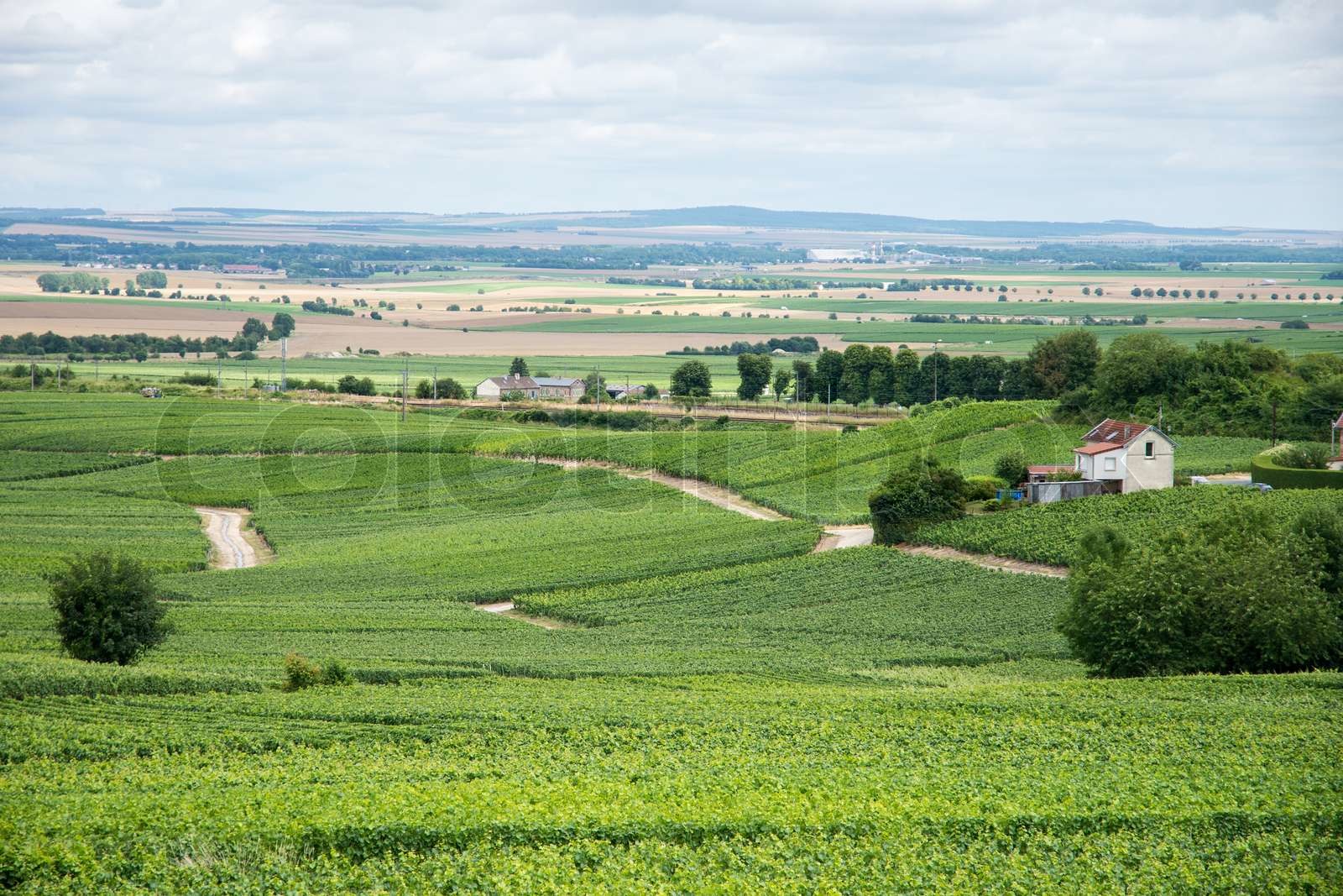 Vineyard landscape, Montagne de Reims, France | Stock image | Colourbox