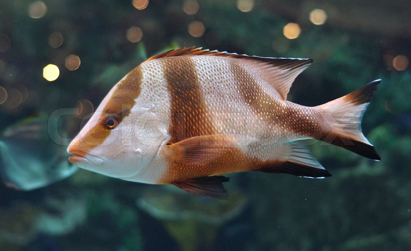 White and brown striped fish in salwater aquarium | Stock image | Colourbox