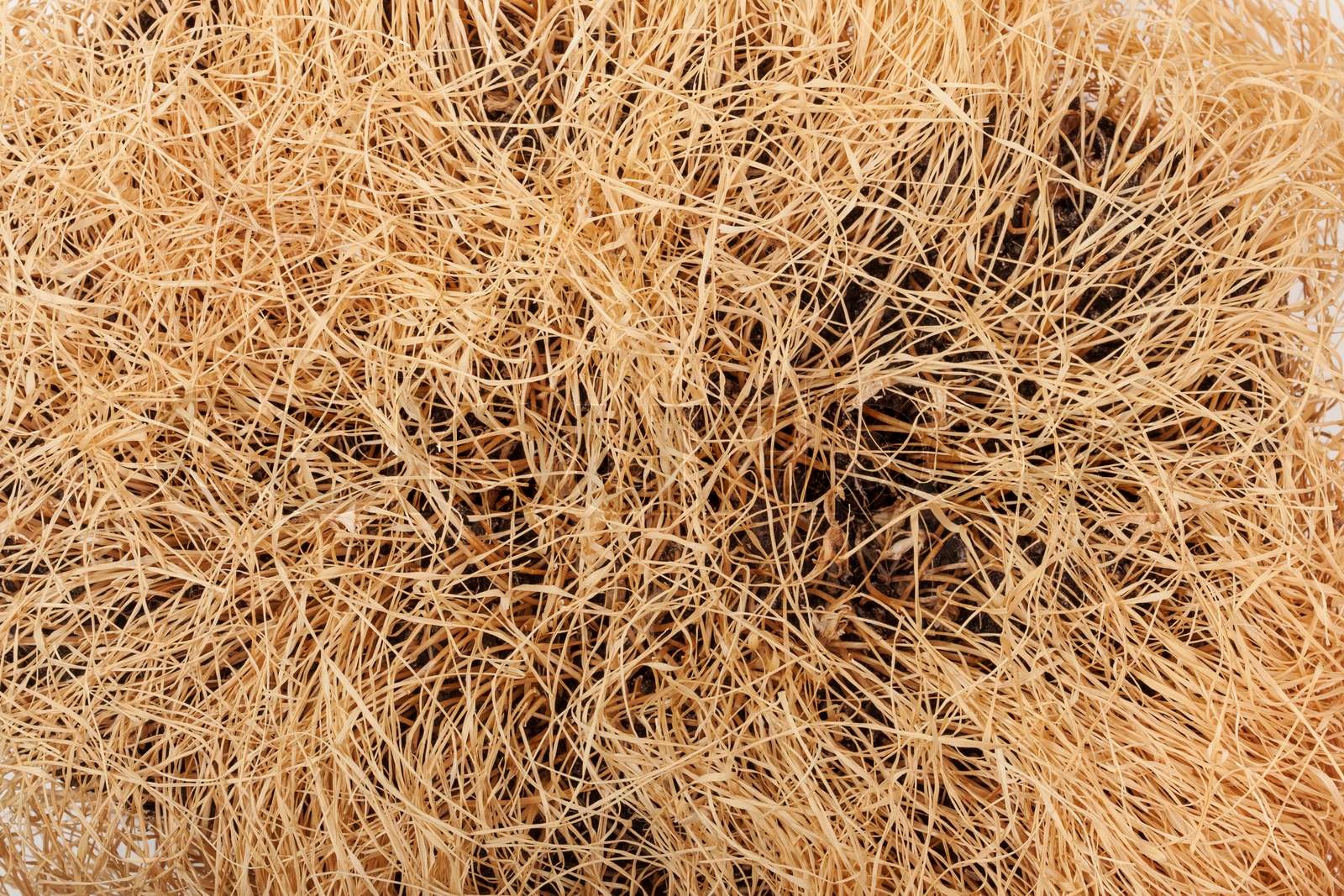 Withered wheat sprouts | Stock image | Colourbox