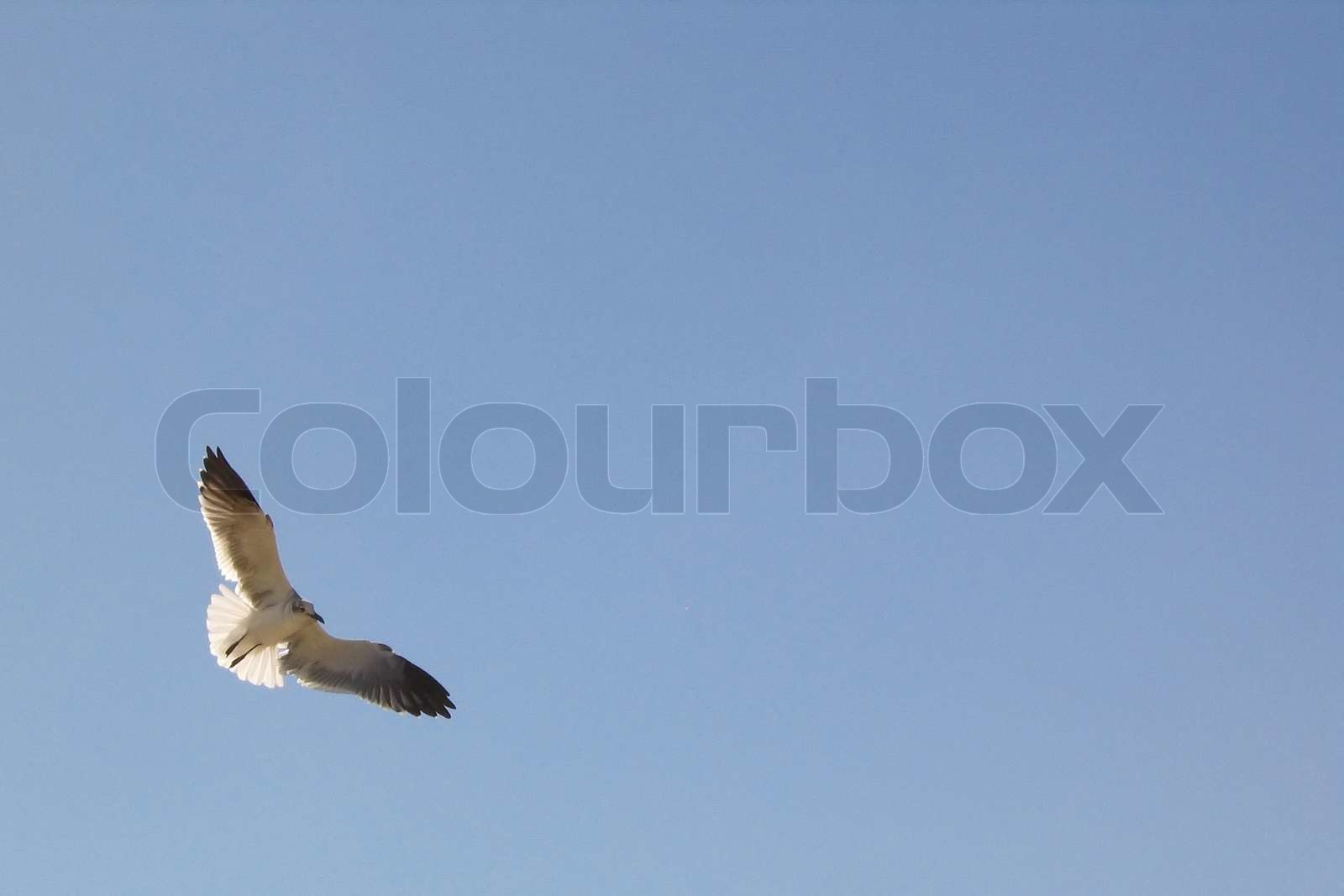Bird flying high | Stock image | Colourbox