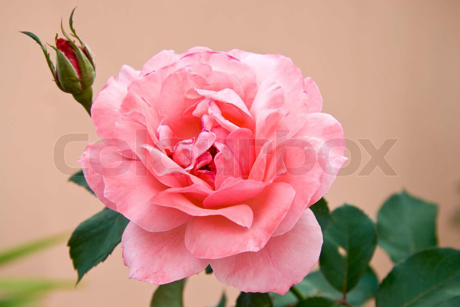 Pink rose in bloom | Stock image | Colourbox