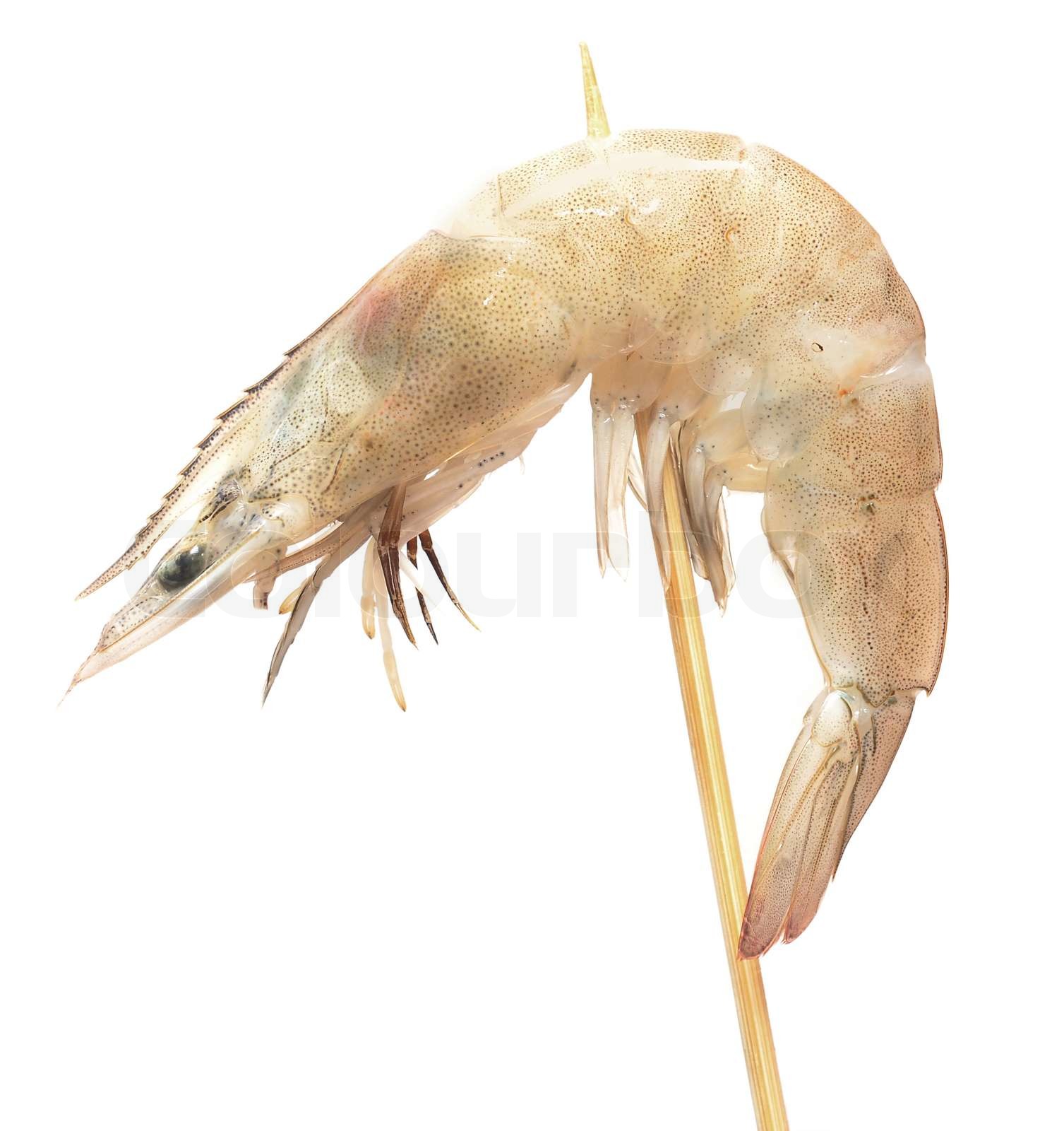 raw shrimp | Stock image | Colourbox