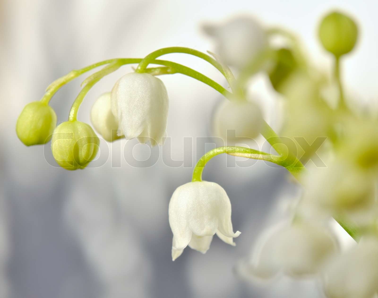 stem of lily | Stock image | Colourbox
