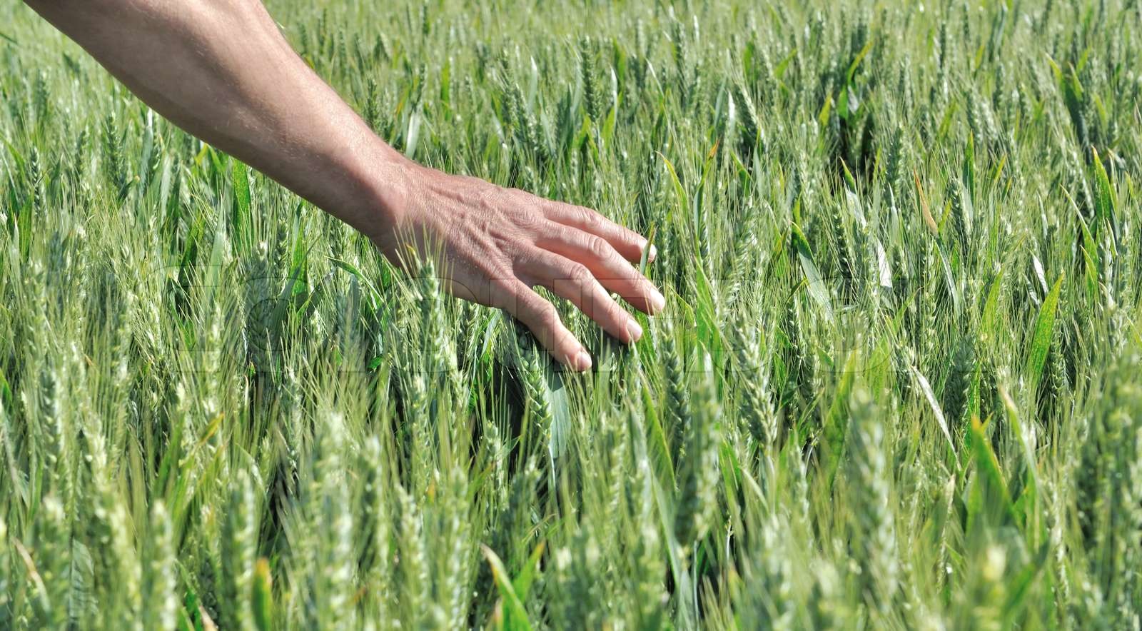 hand touching barley | Stock image | Colourbox