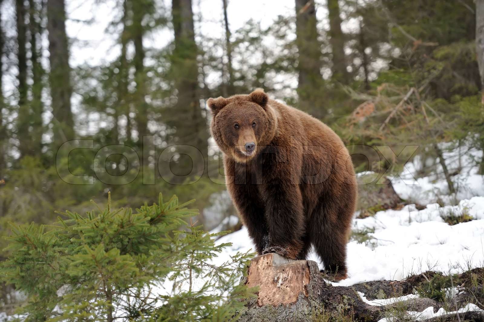 Bear in winter | Stock image | Colourbox