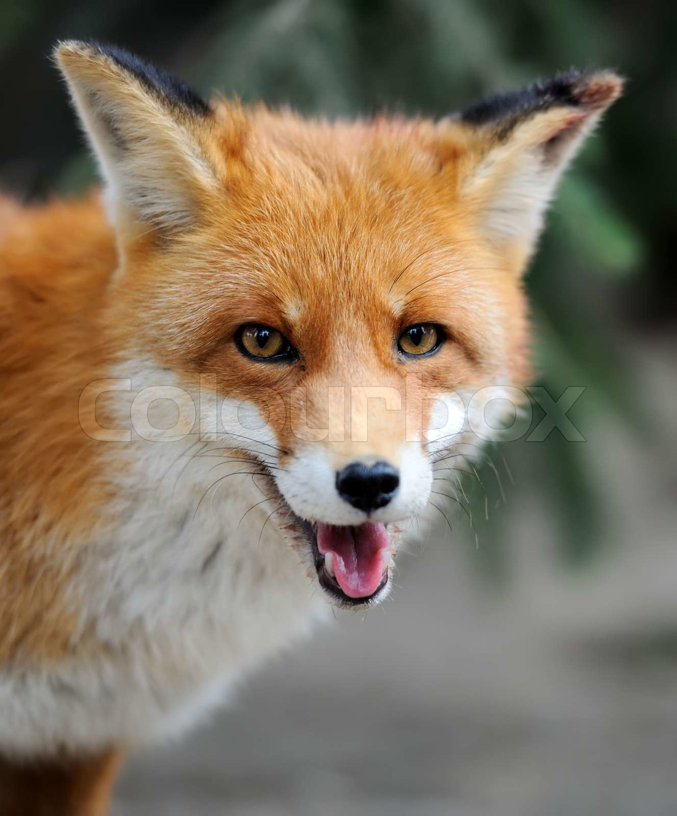 Red fox | Stock image | Colourbox