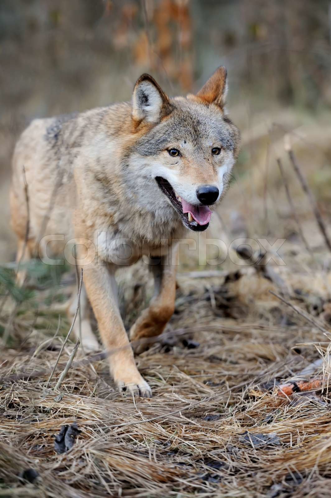 Wolf | Stock image | Colourbox