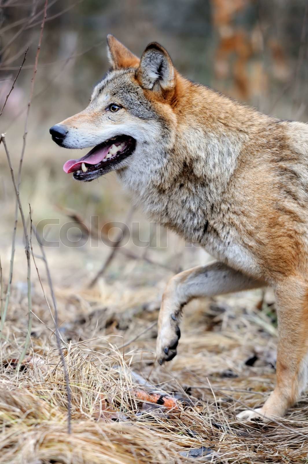 Wolf | Stock image | Colourbox