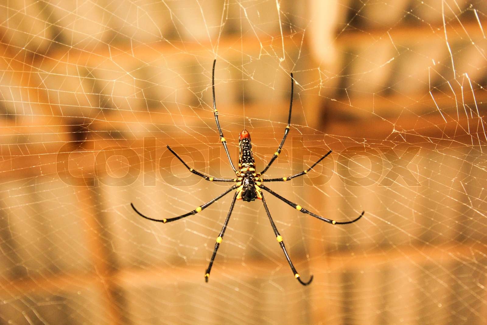 spider with woven web in house | Stock image | Colourbox