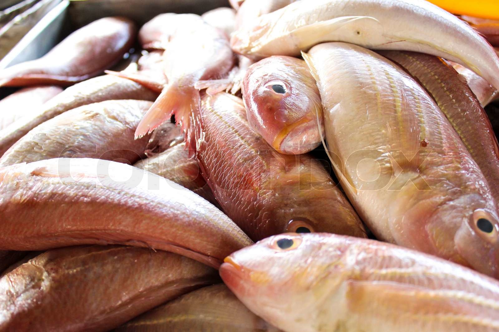 fresh sea fish, the fish market | Stock image | Colourbox