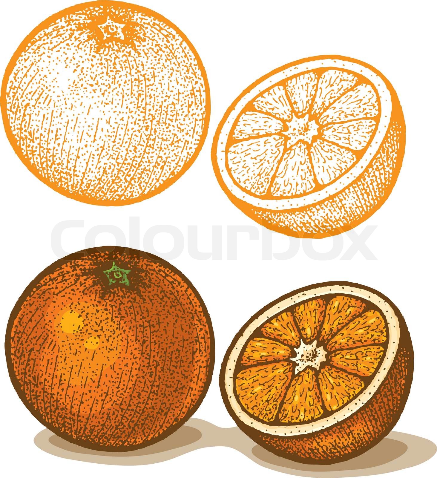 orange | Stock vector | Colourbox
