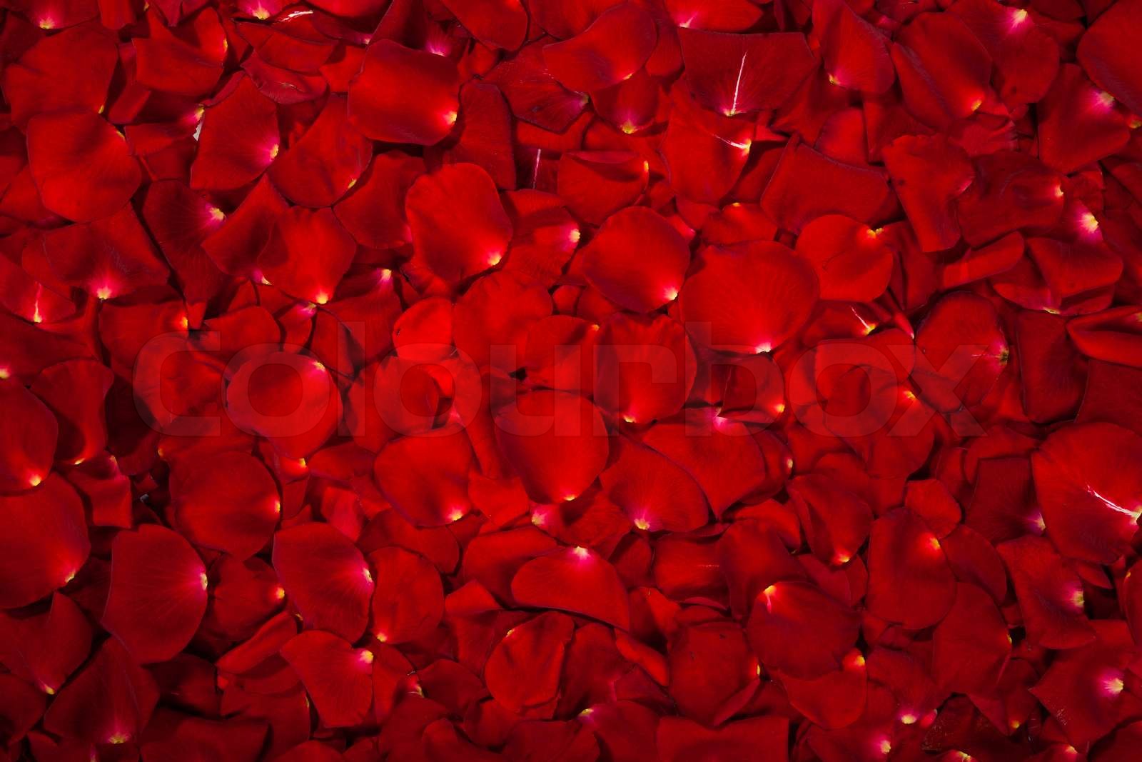 Background of red rose petals | Stock image | Colourbox
