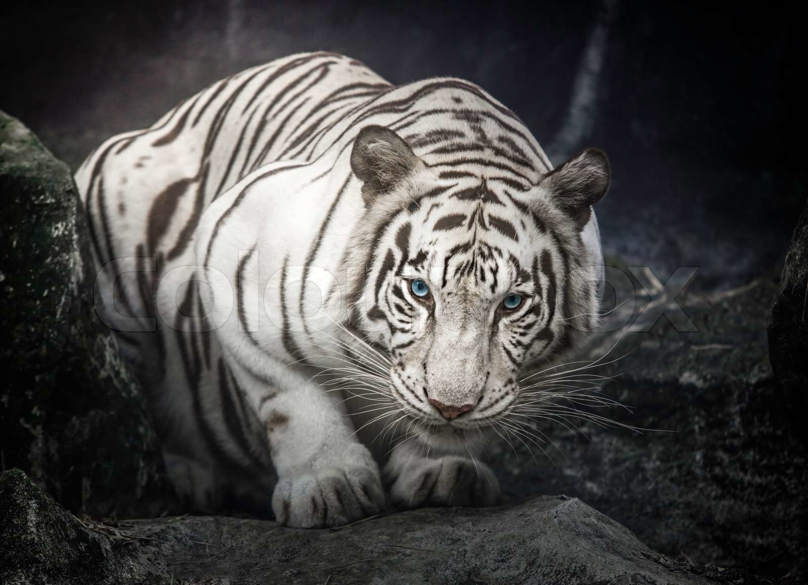 white tiger | Stock image | Colourbox