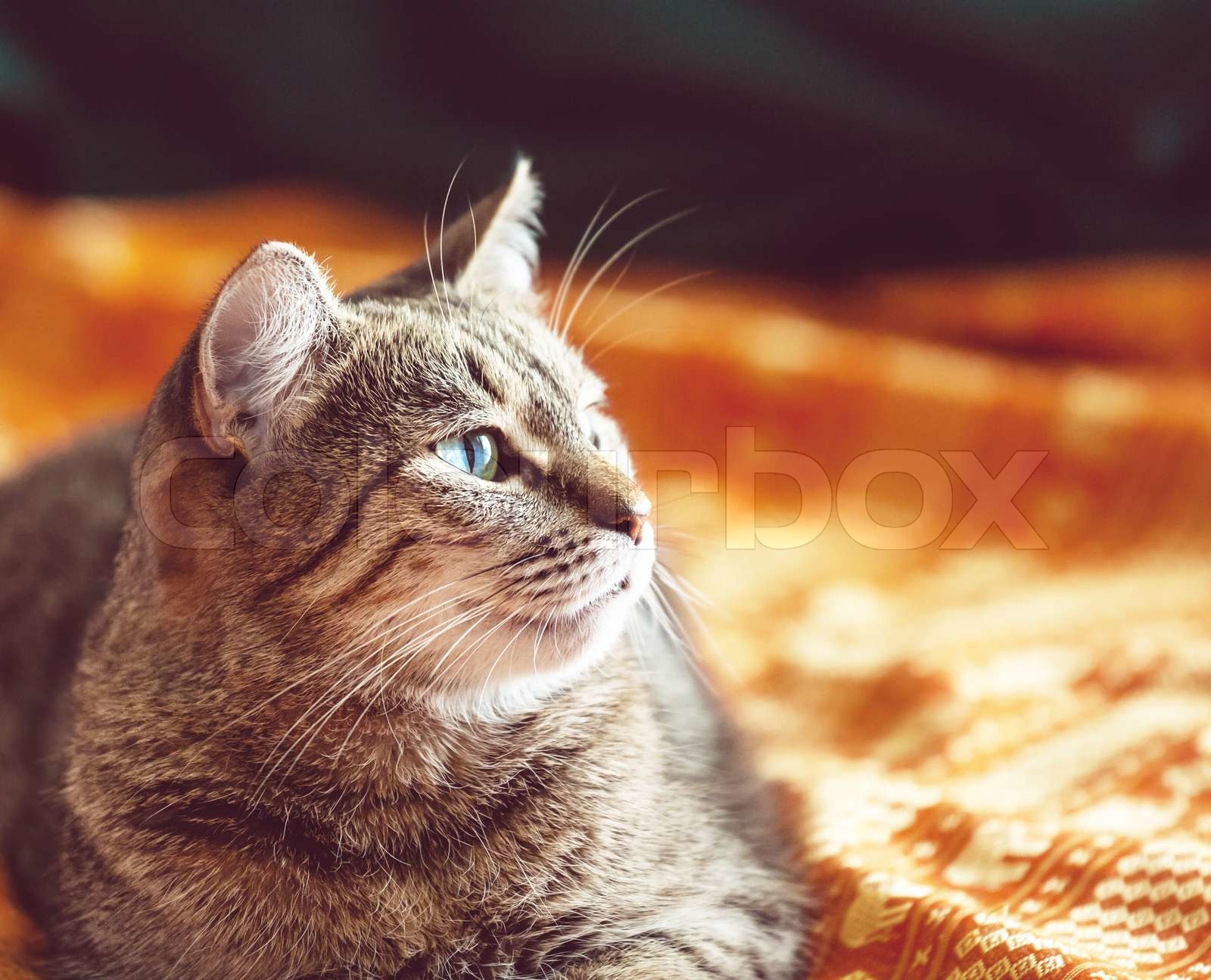 Cat | Stock image | Colourbox