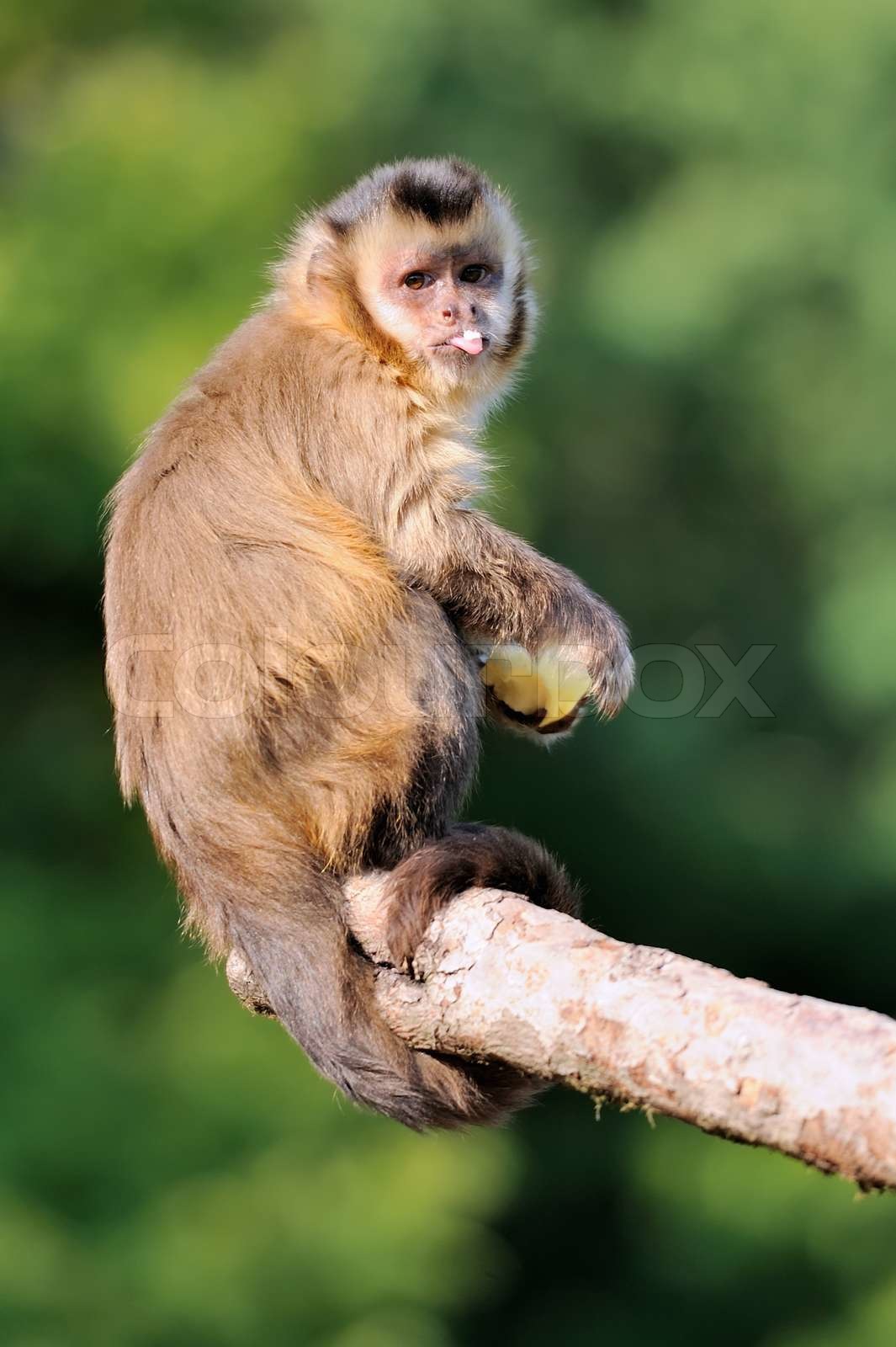 Cute Wild Capuchin Monkey