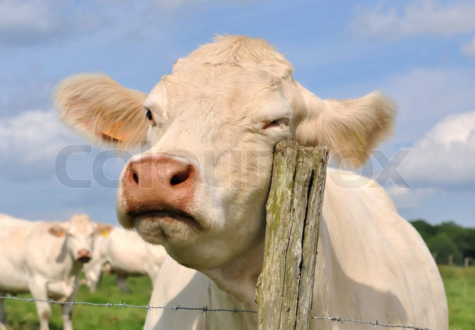 cow rubbing on a pole | Stock image | Colourbox