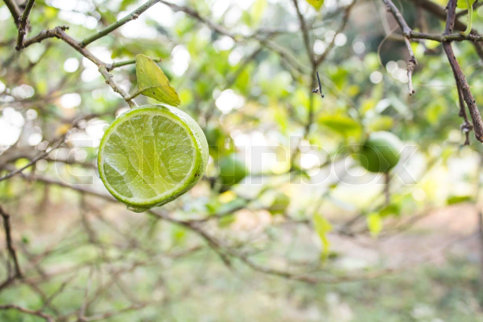 Fresh lime with green leaf.Lemon trees. | Stock image | Colourbox