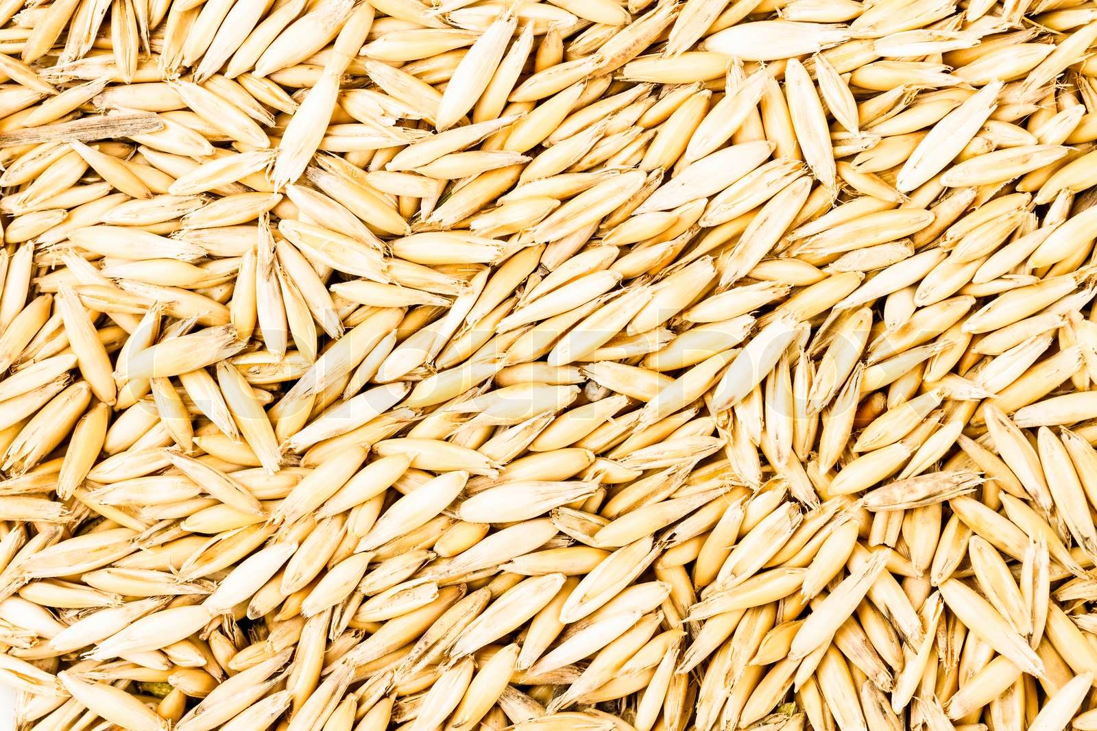 Roggen-Samen | Stock Bild | Colourbox