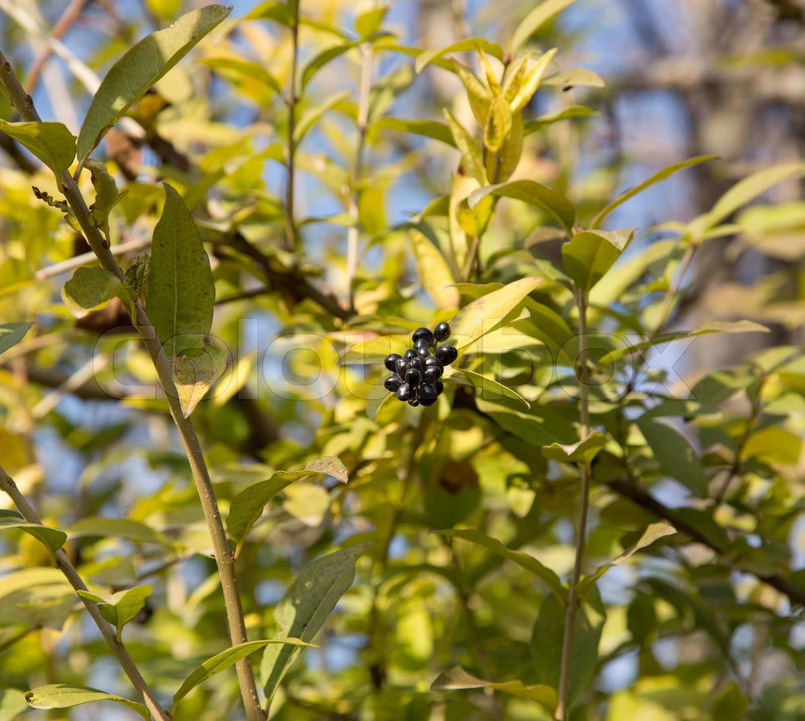 tief Blau und glänzende Beeren auf einem Strauch Wild Liguster ...