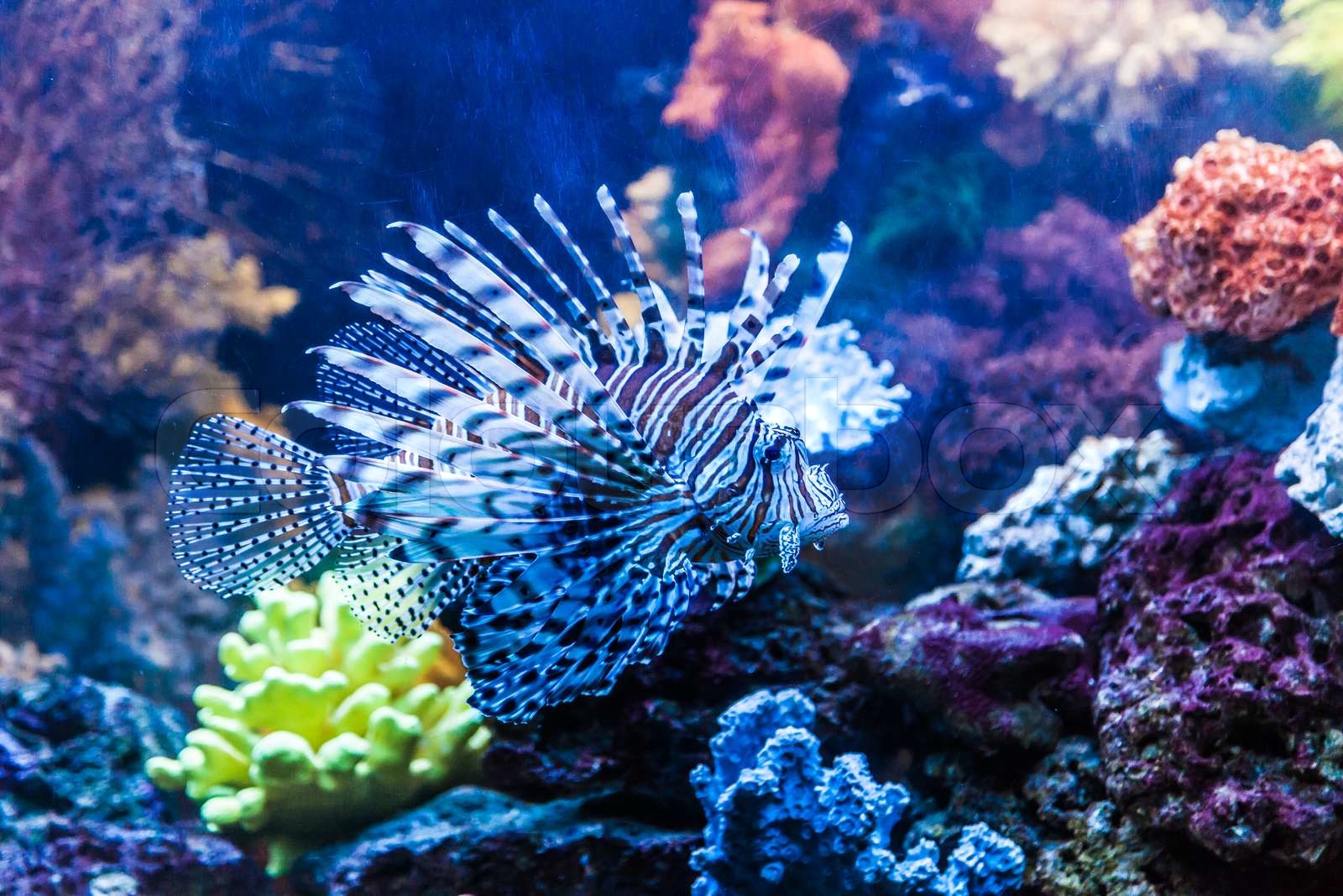 Close up view of a venomous Red lionfish | Stock image | Colourbox