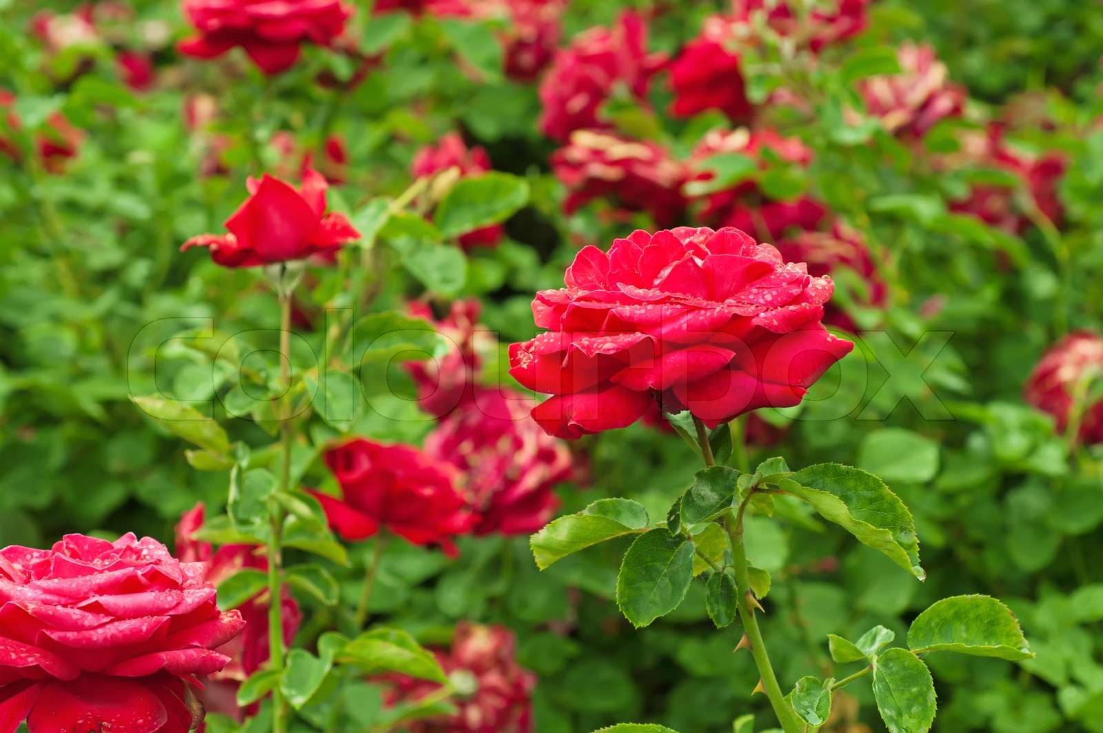 Red roses garden | Stock image | Colourbox