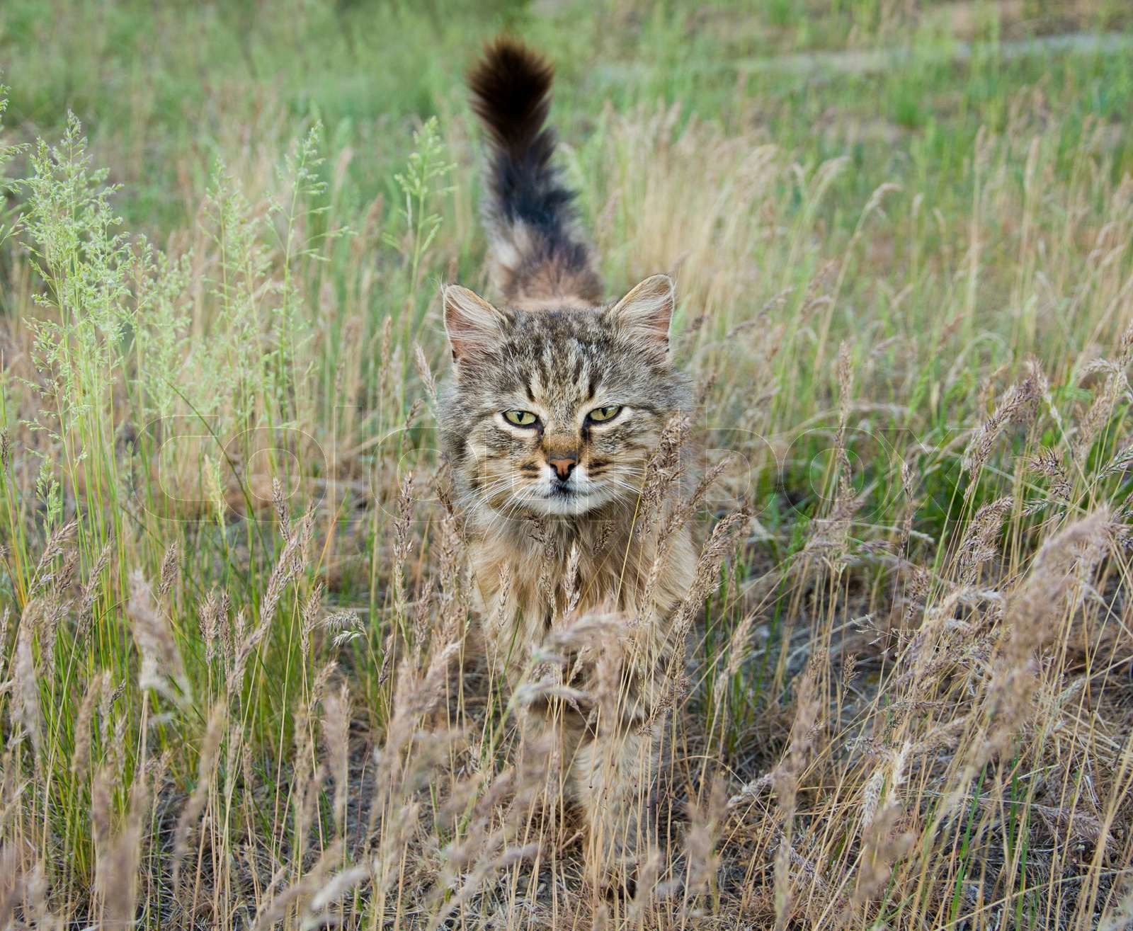 Katze | Stock Bild | Colourbox
