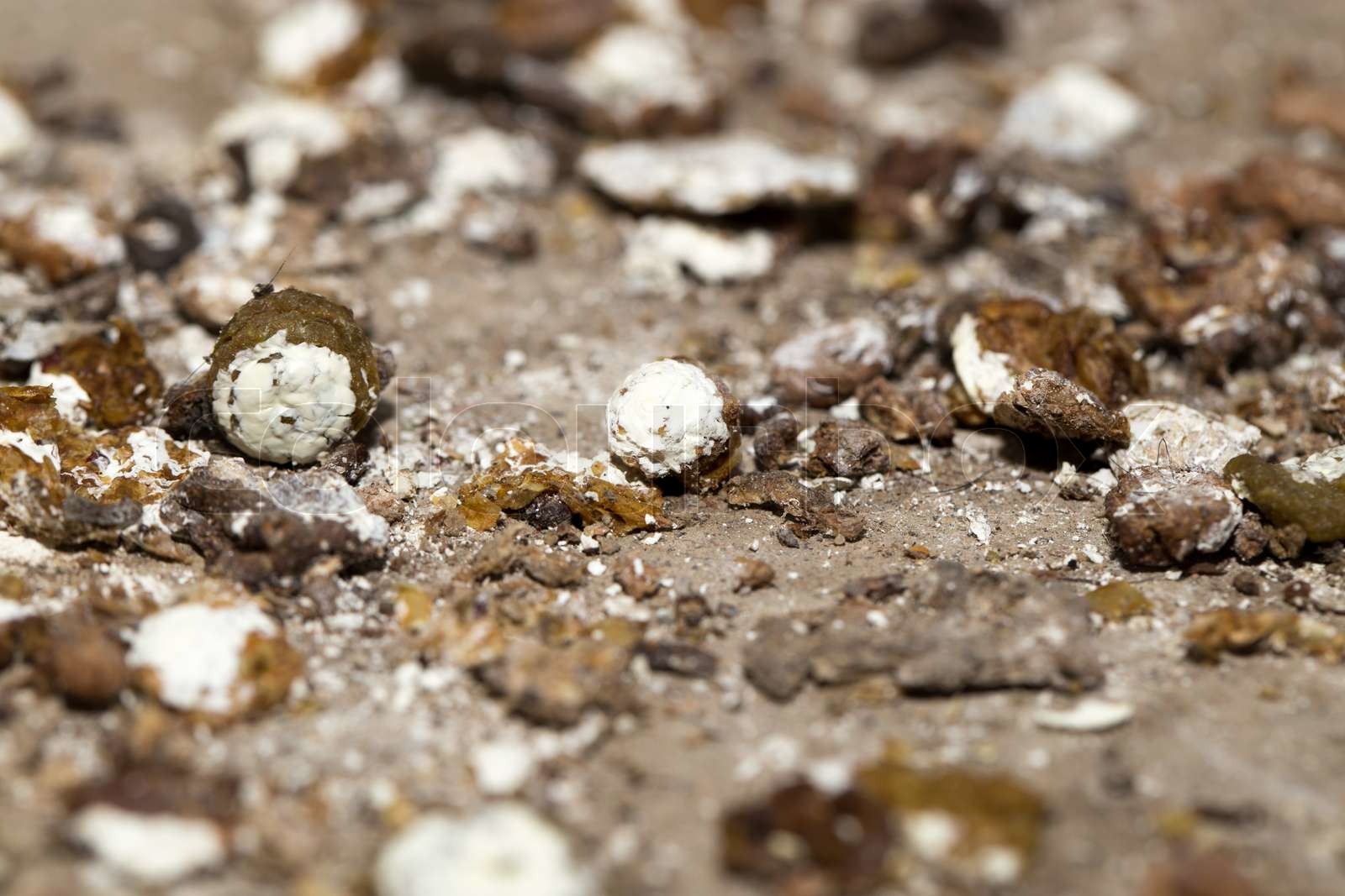 Ungulate Droppings