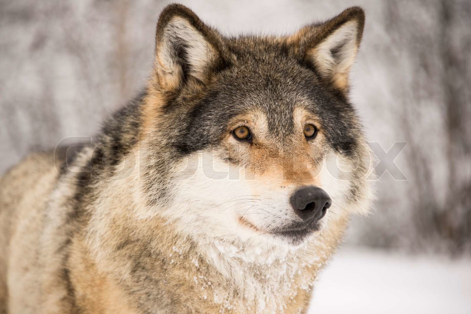 ulv, vinter, dyr | Stock foto | Colourbox